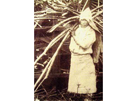Sugar Cane Production - Nisei Veterans Legacy