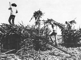Sugar Cane Production - Nisei Veterans Legacy
